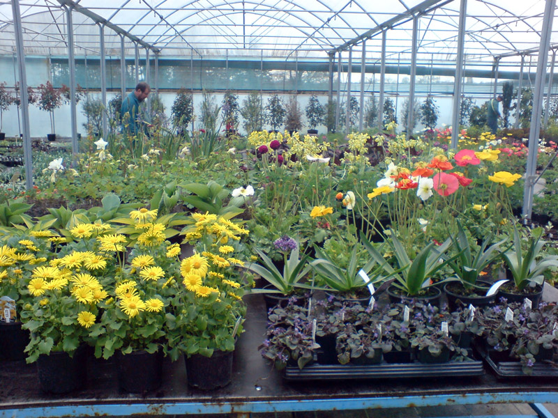 Nursery Plants The Nature Of Nurseries And Modern Nurseries Flowers Nursery Plants The Nature Of Nurseries And Modern Nurseries Flowers